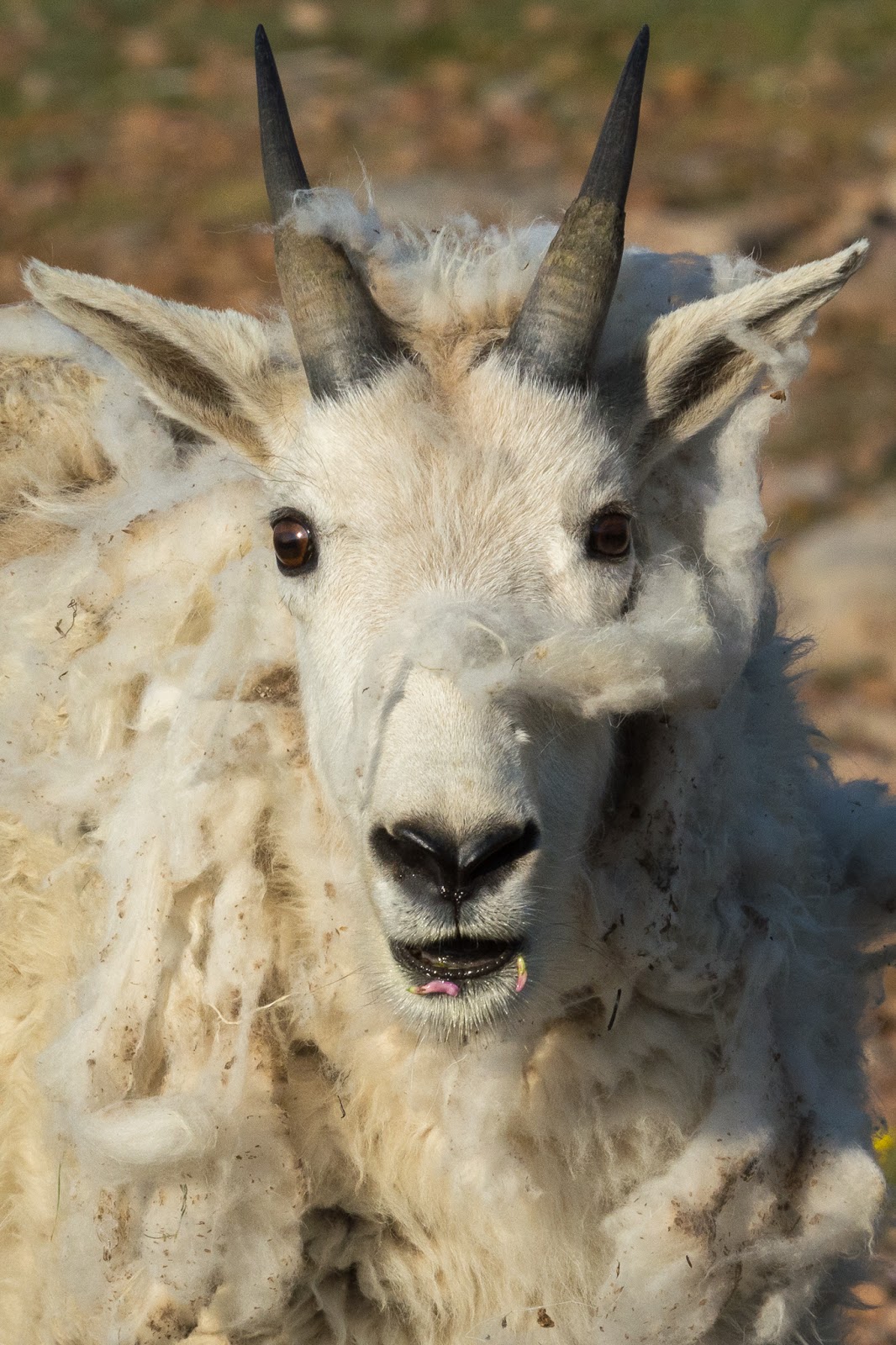 Tree On Mountain Goat