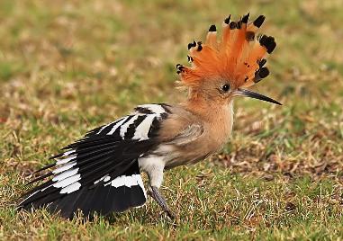 Pasari frumoase: Pupăza-Pupaza este o pasare colorata unica prin ...