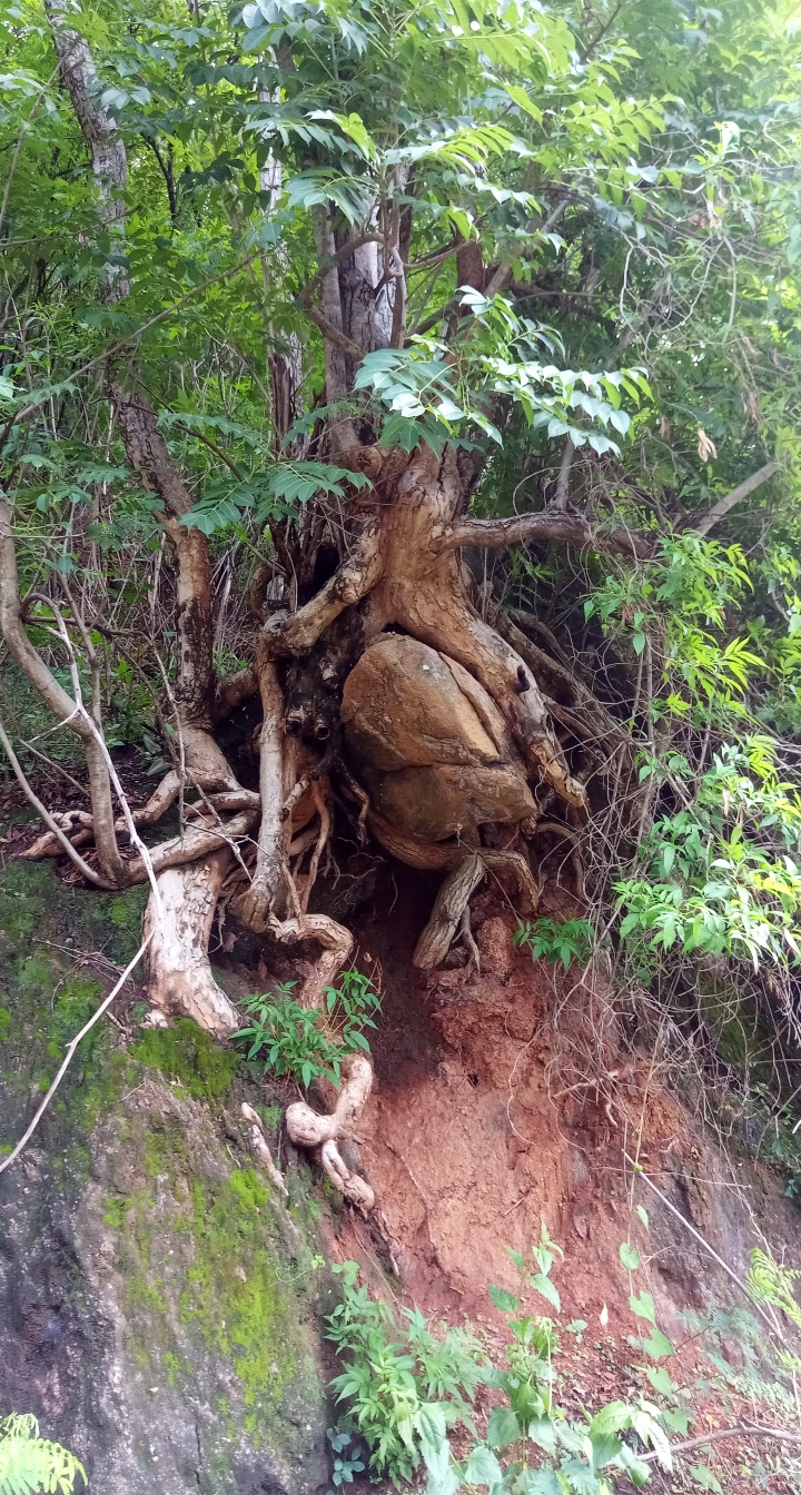 Drive + Trek - Devarayanadurga (DD hills)