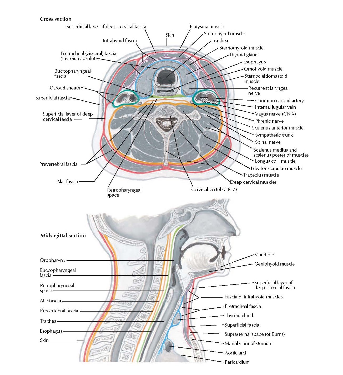Fascial Layers of Neck Anatomy - pediagenosis