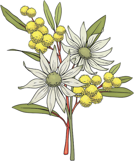 Beccy's Place: Flannel Flowers