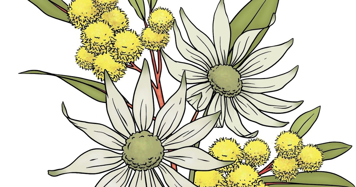 Beccy's Place: Flannel Flowers