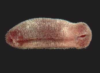 Real Monstrosities: Aplacophora