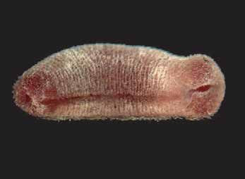 Real Monstrosities: Aplacophora