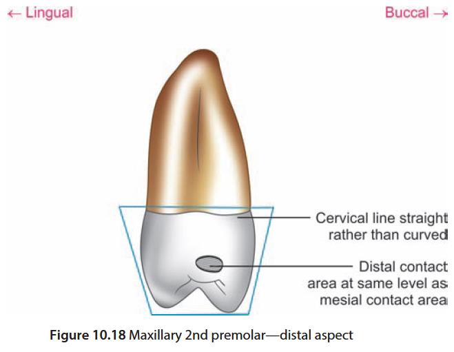 maxillary second premolar l tooth crown & root morphology revision for ...