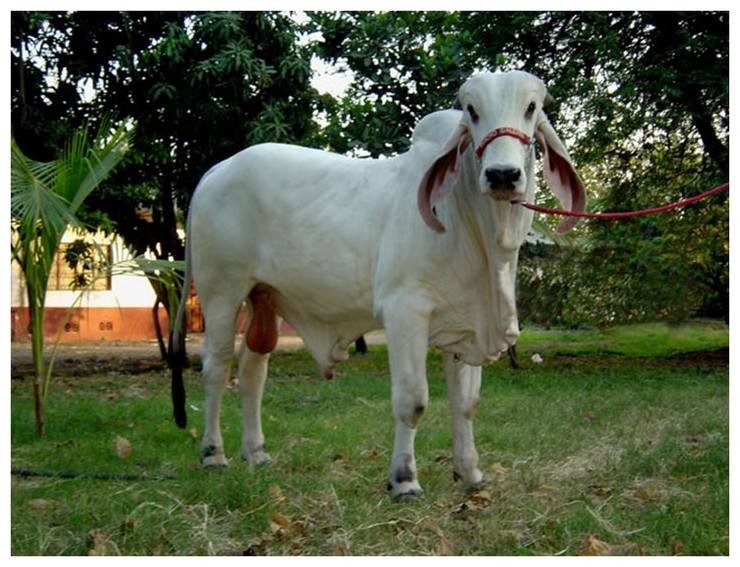 Generalidades de la Ganadería Bovina.: Indubrasil