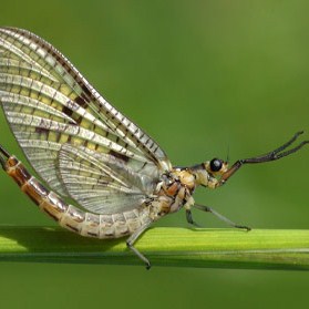 Mayfly (insec) | Facts About All