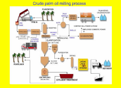 Crude Palm Oil: Crude palm oil milling process