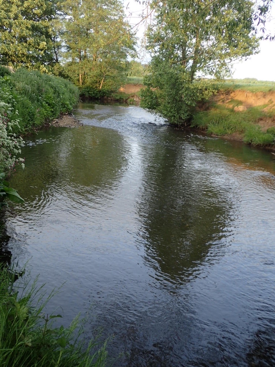 Becks and Brown Trout, Bamboo too: Mayfly on a small Yorkshire stream