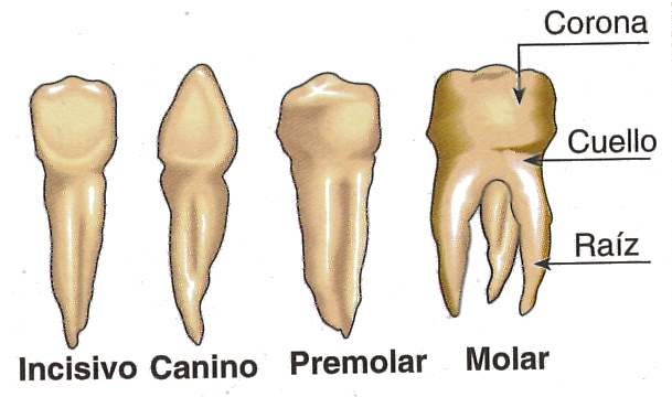 Tema 6 : Función de nutrición: Art 2 : Resumen de los dientes,