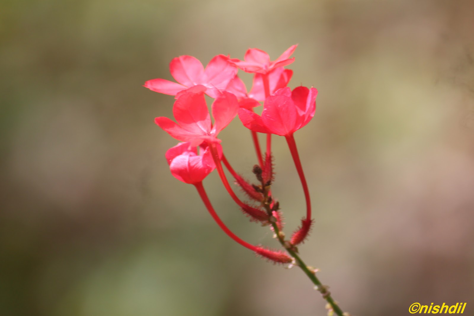 Kaleidoscope: Paathira Poovu