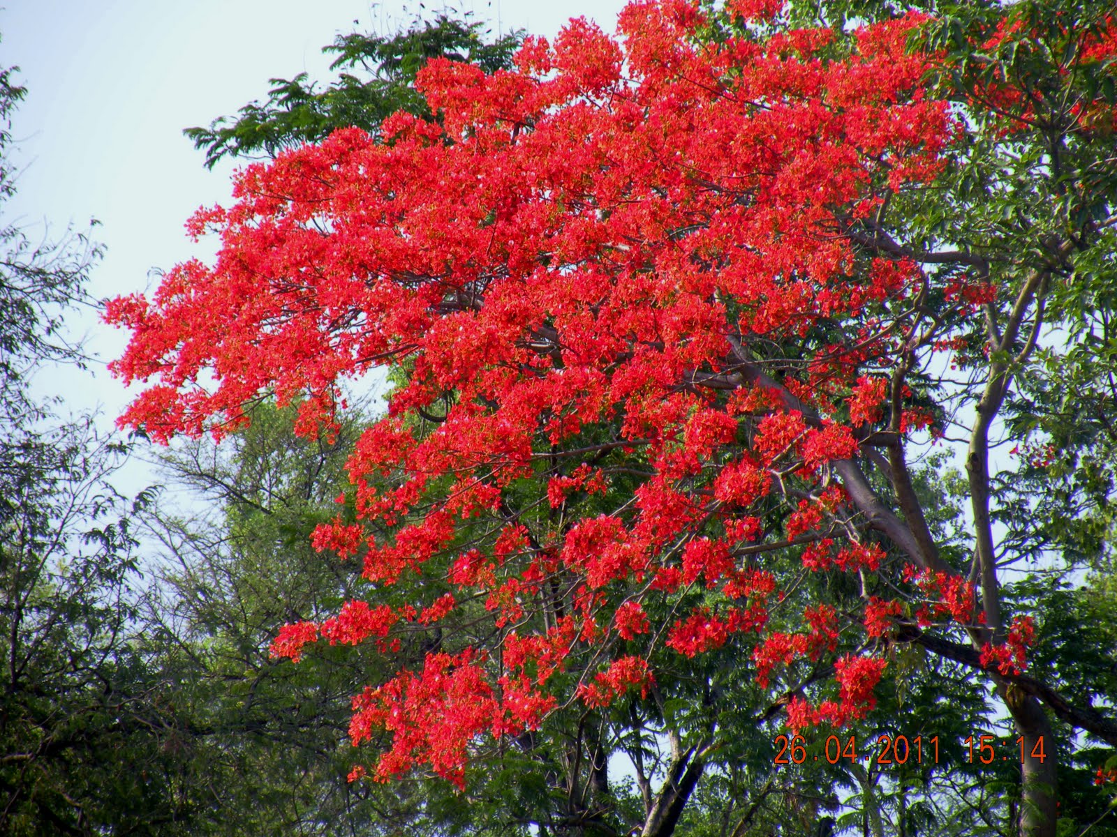 वाह! ज़िंदगी...The Life !: Gulmohar