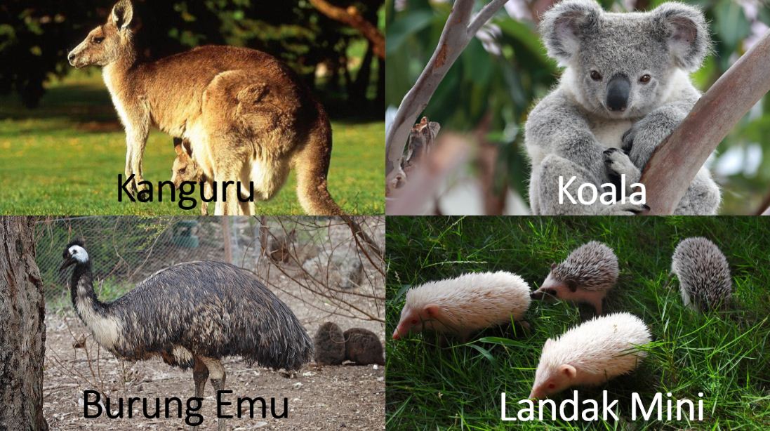 Hewan Australis - Perumperindo.co.id