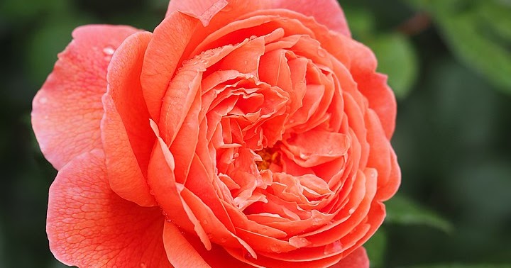 Rosa Summer Song (David Austin 2005)
