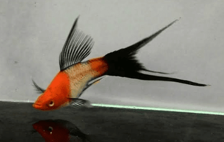 Ikan Pedang - 14 Jenis Ikan Pedang dan Harganya Beserta Cara ...