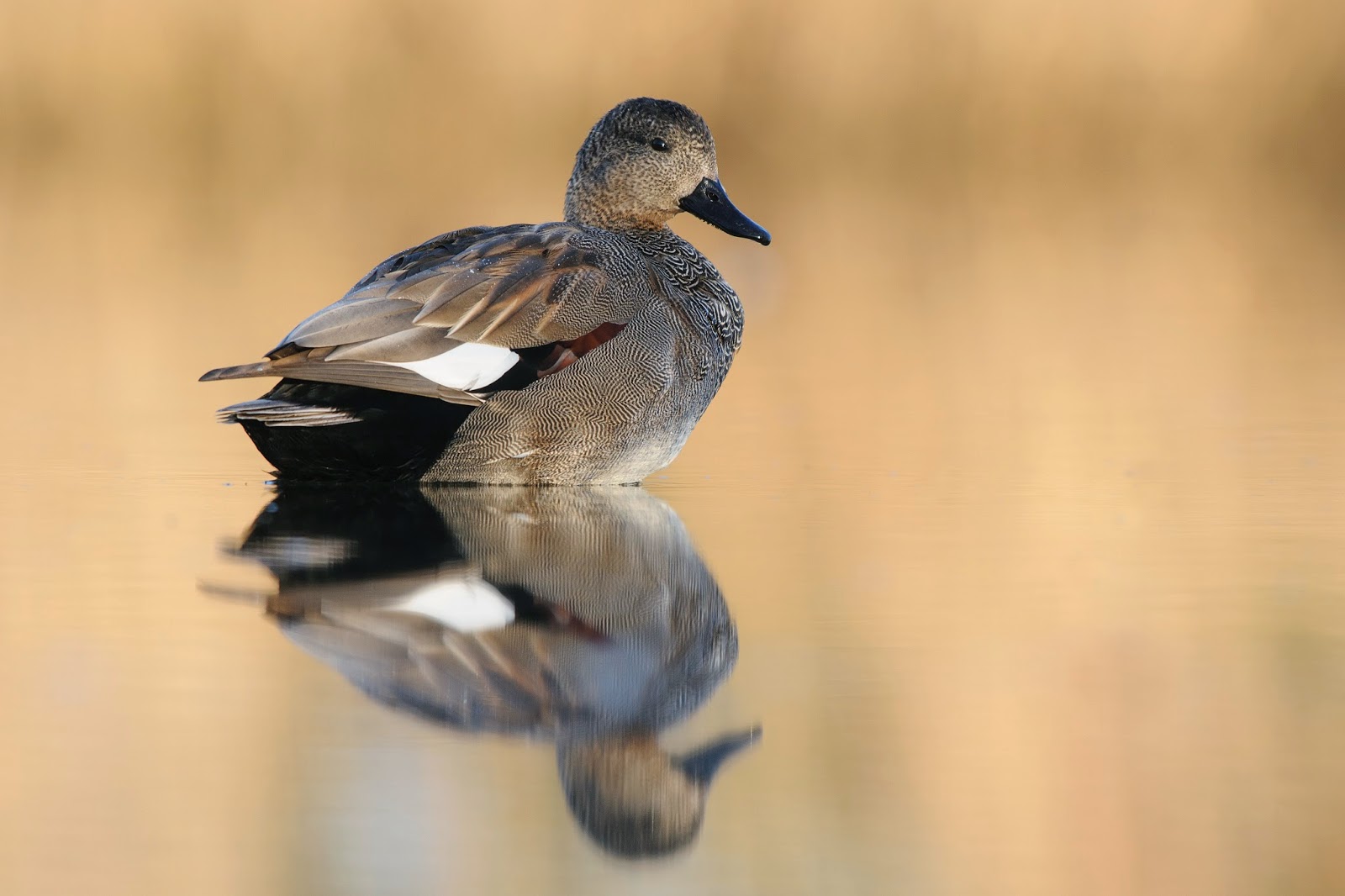 Jos van de Kerkhof Natuurfotografie: Poserende krakeend