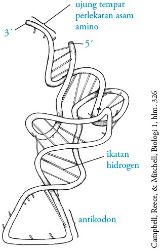 Macam-macam dan Fungsi RNA