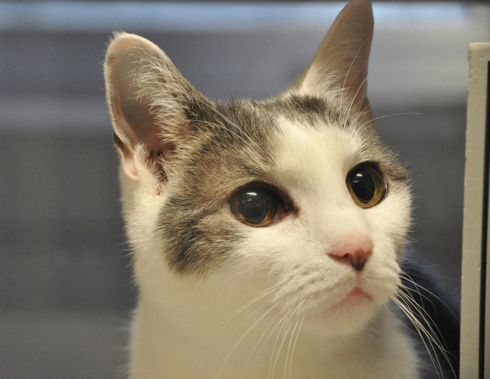 Animal Endocrine Clinic: Surgical Thyroidectomy in Cats: Thyroid and ...