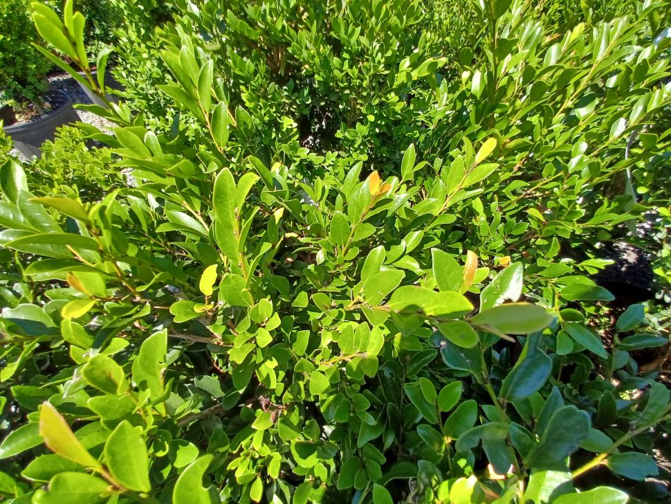 Future Plants by Randy Stewart: Isu Tree