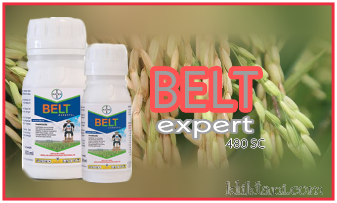 Insektisida BELT EXPERT 480 SC, Ahlinya Pengendalian Sundep dan Beluk ...