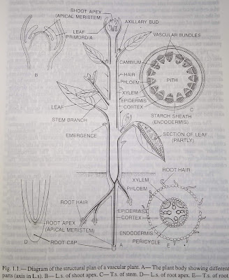 Plant anatomy and outline structure of plant body-digieduco