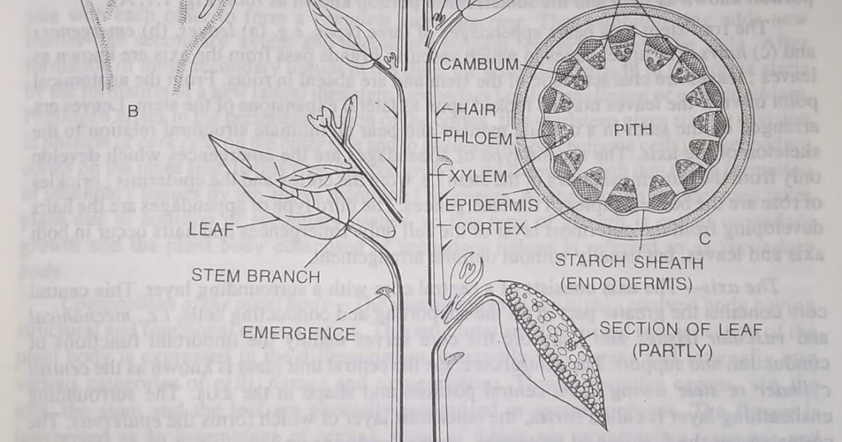 Plant anatomy and outline structure of plant body-digieduco