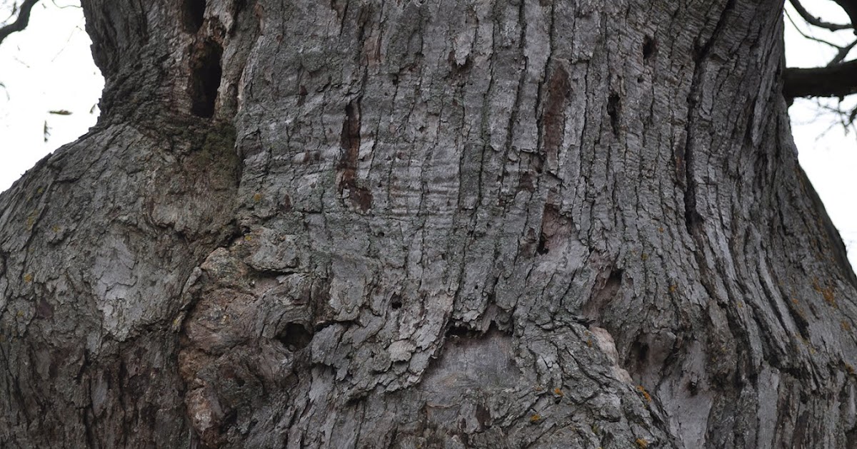 Some Trees: Number 25