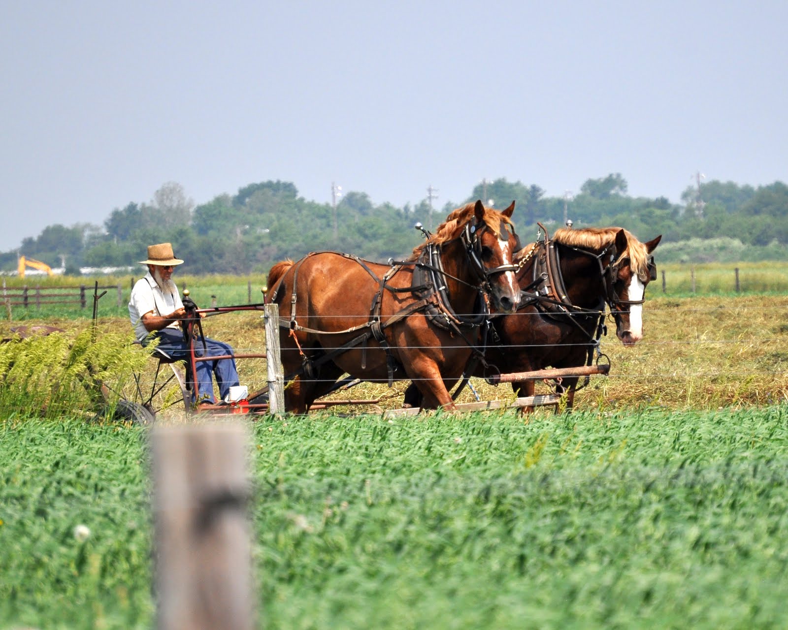 Wranglers and Ribbons: Farm History and More!