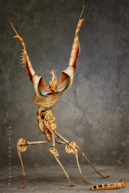 Praying Mantis: The praying mantis