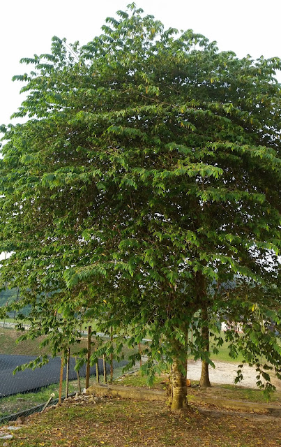 Warisan Petani: Pokok Ceri Kampung