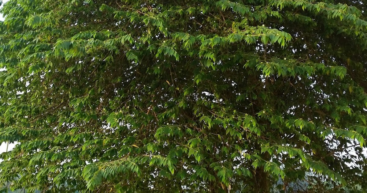 Warisan Petani: Pokok Ceri Kampung