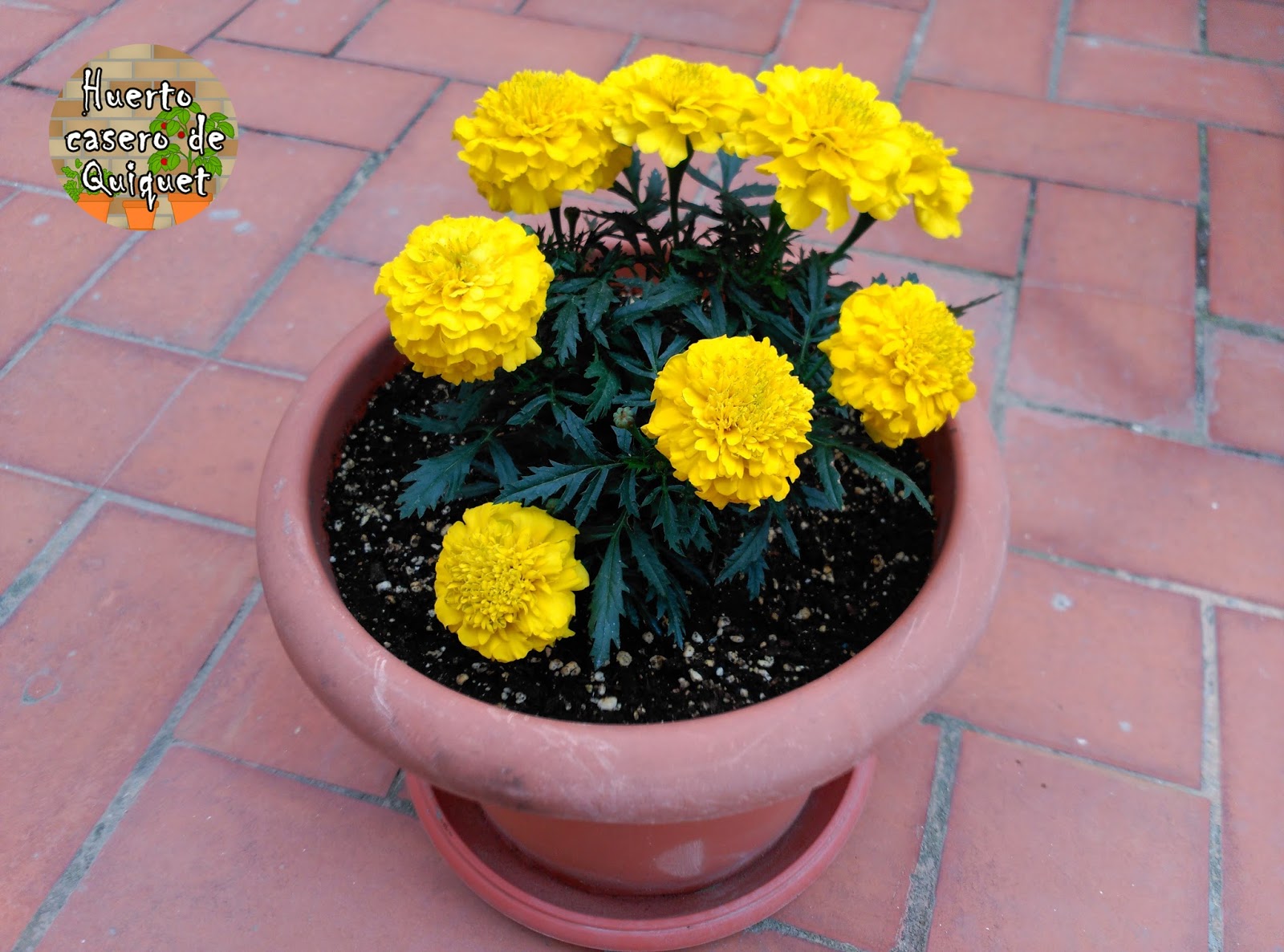 Huerto Casero de Quiquet: Los Tagetes de mi huerto casero