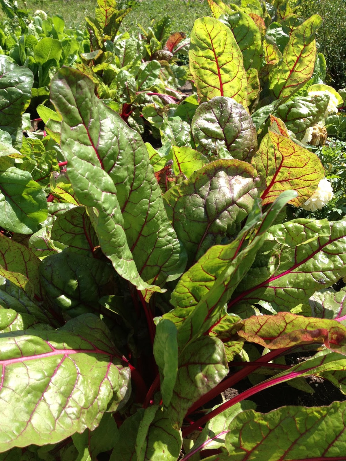 Simply Me.........simply life: beet greens .....