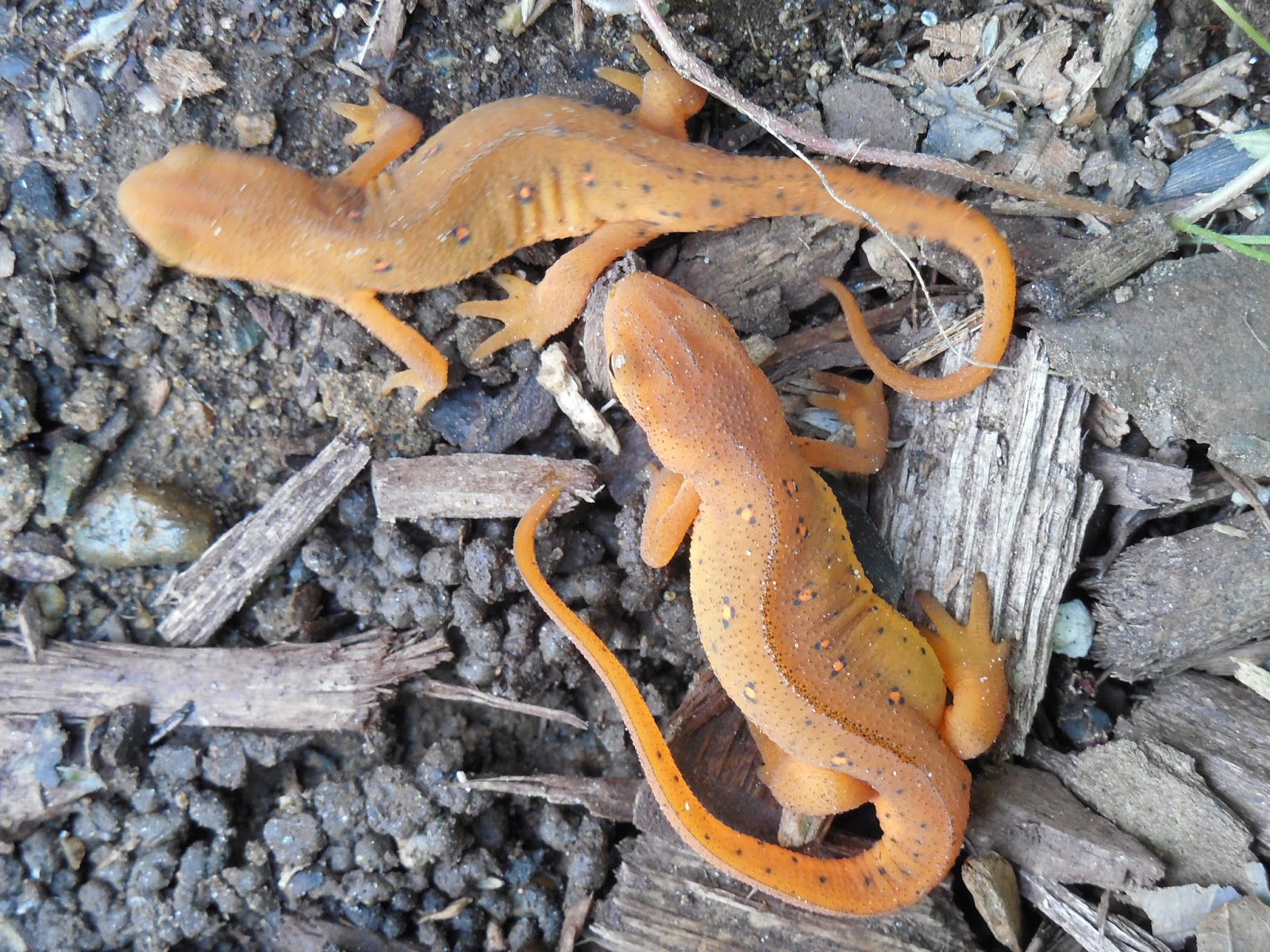 Share it! Science : See it? Share it! Eastern Newt