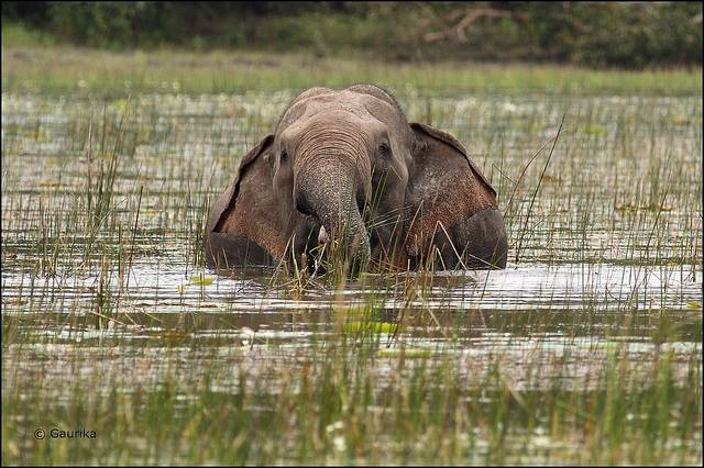 WILPATHTHU NATIONAL PARK