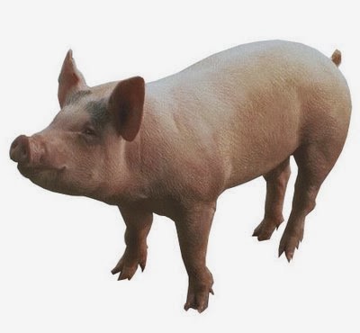 CROMPRA DE CHANCHOS : COMPRO CHANCHOS GRANDES Y PEQUEÑOS