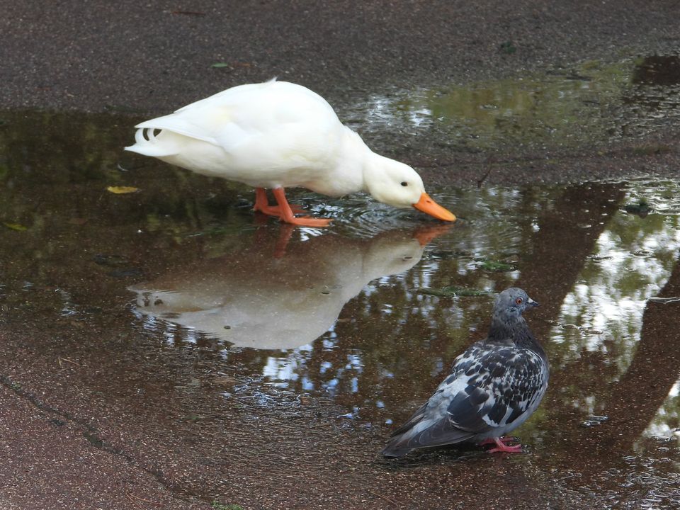 Les Ulis, pays des Merveilles?: MIRACLE 1: 4 MOIS DE LA VIE D'UN ...