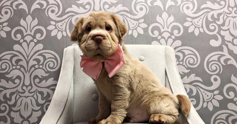 Walrus Dog: An Example That Wrinkles Can Be Cute