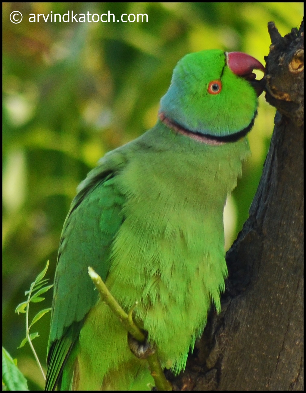 Rose-ringed (Indian) Parakeet (Parrot) Pictures and Detail (Psittacula ...