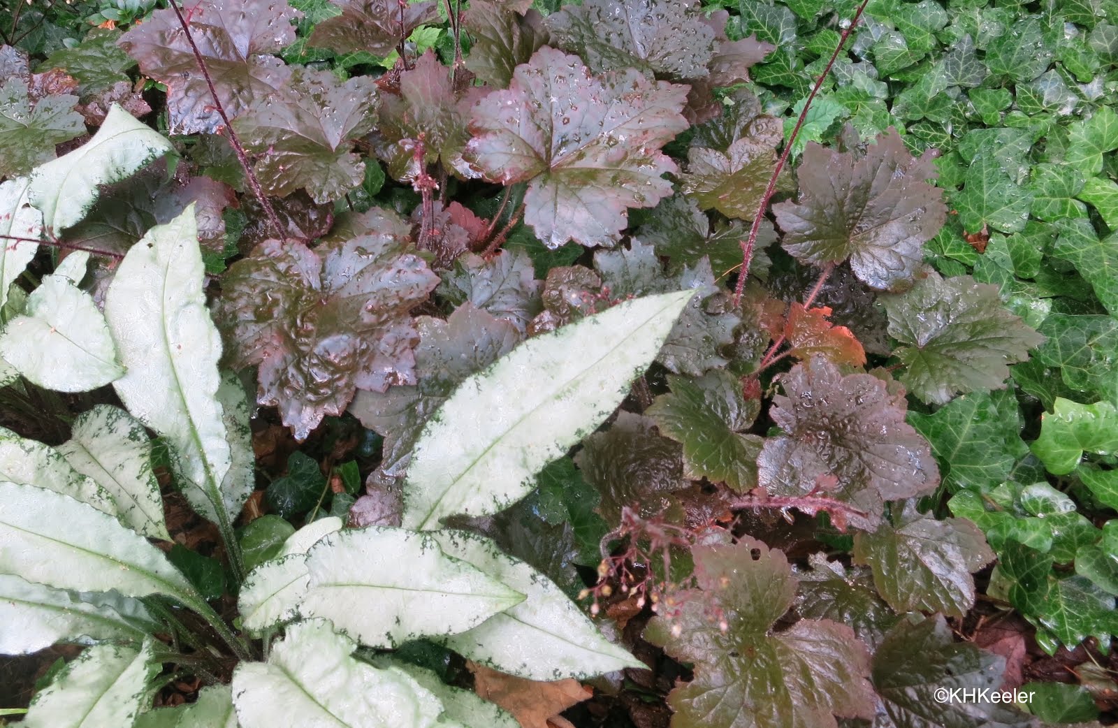 A Wandering Botanist: Observing Leaves