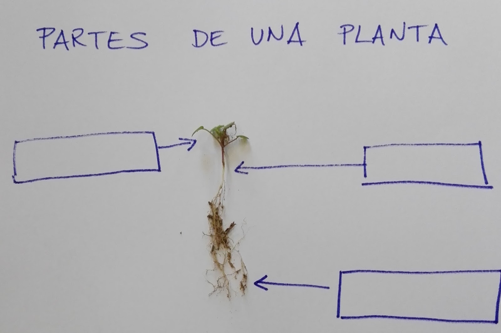 benitoenbonete: Las plantas