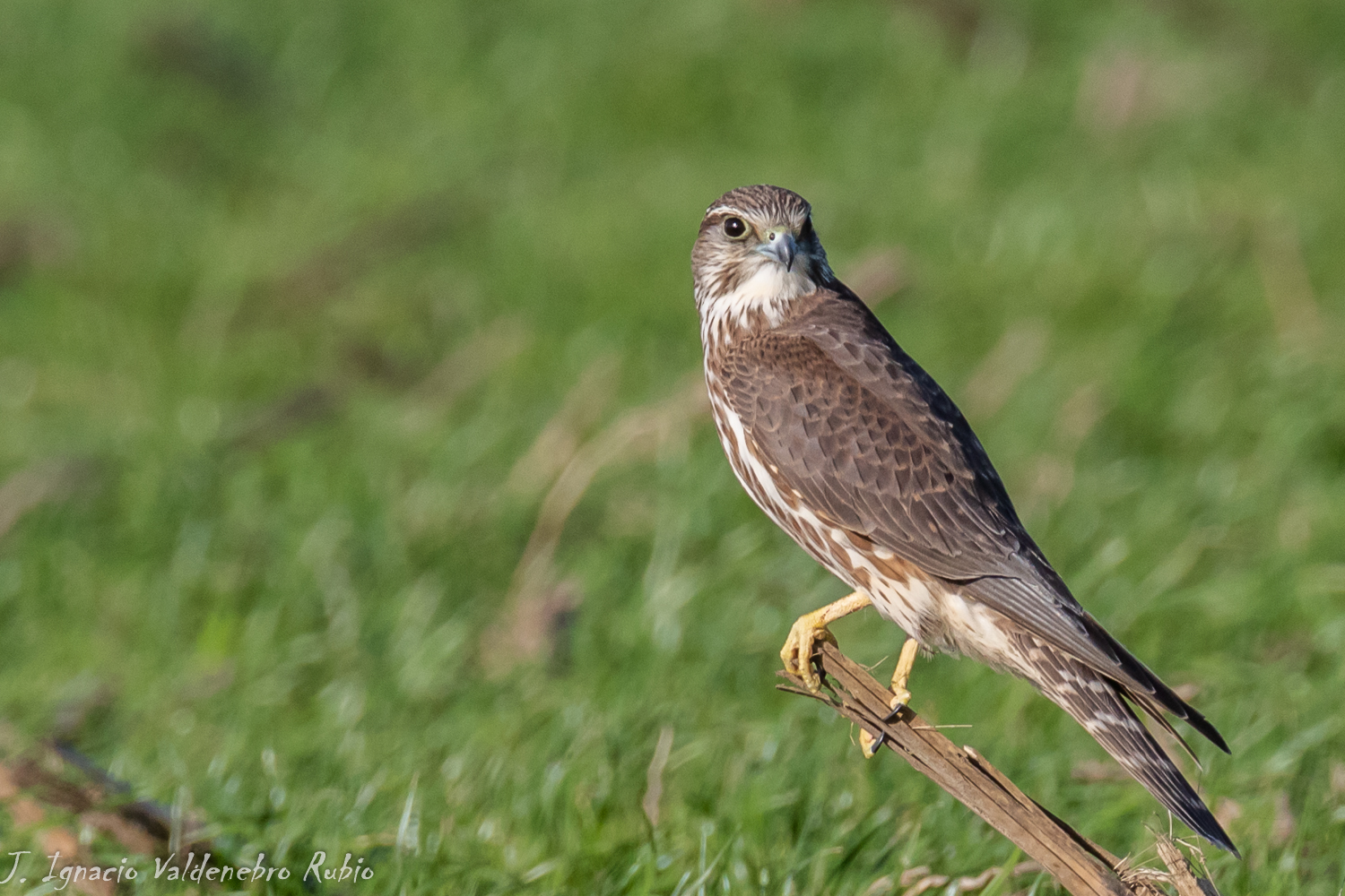 DocNatureBlog: Un entrañable encuentro con el halcón más pequeño de ...
