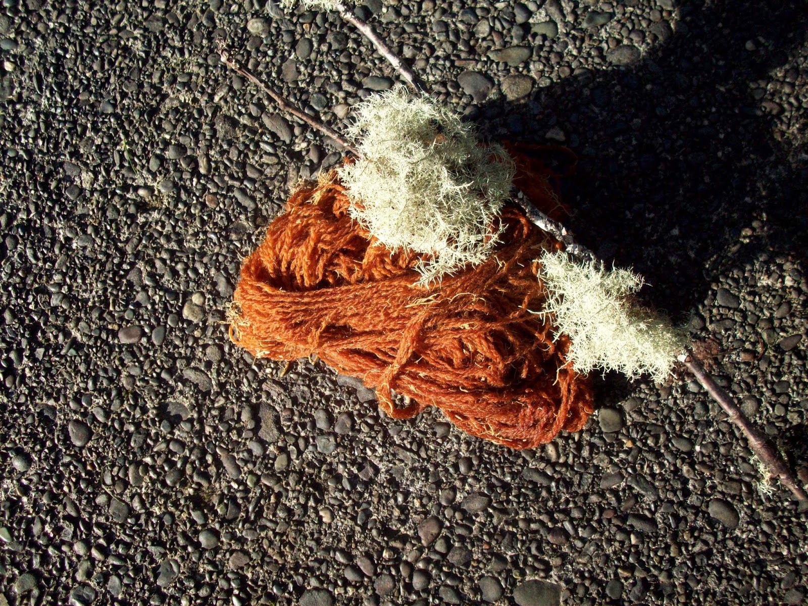 An Impartation of Color: Lichen - Usnea