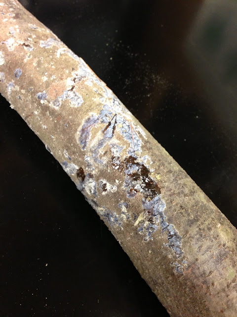 University of Illinois Plant Clinic: Eastern White Pine + Drought ...