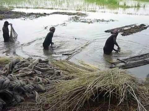 Retting - Textile Scholar