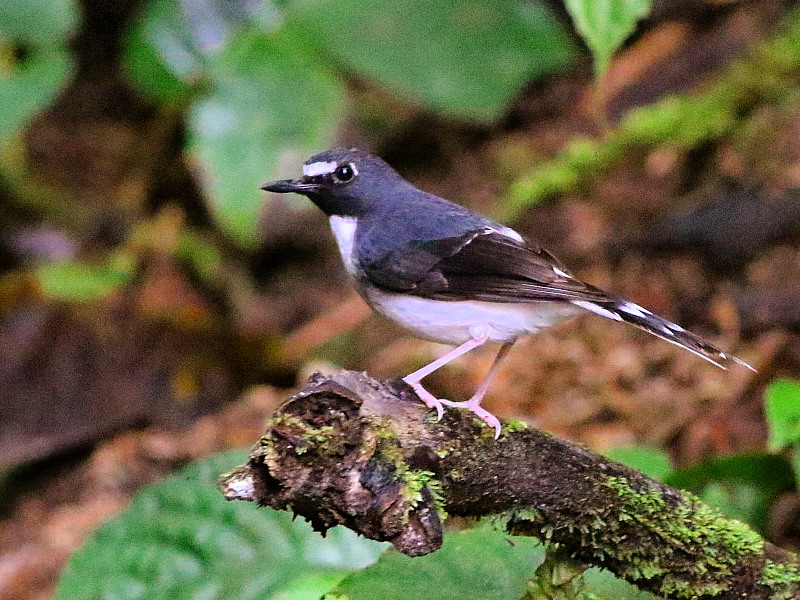 Birding North Unst: February 2018