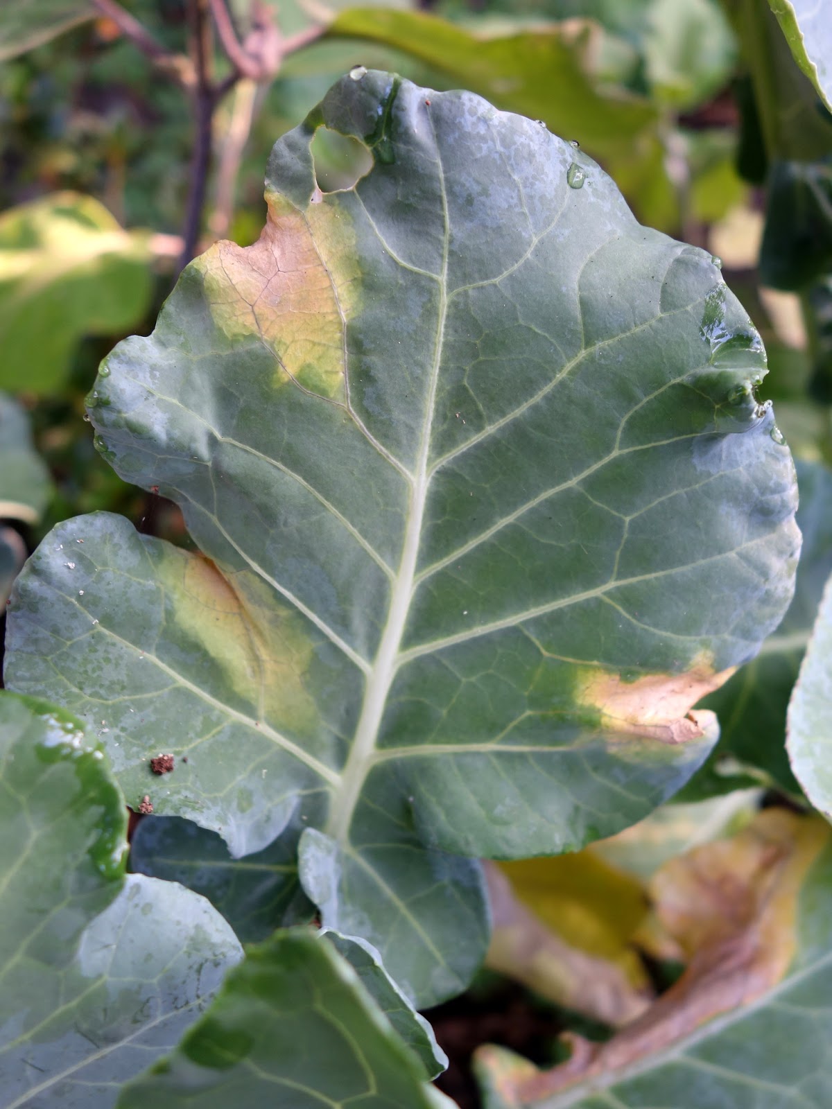 Organic management of black rot in cole crops: an overview