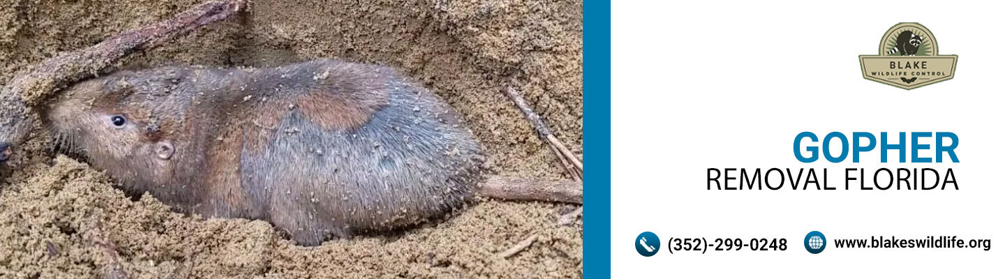 Tackle the Gopher Removal Florida and Raccoon Removal Florida Tasks by ...
