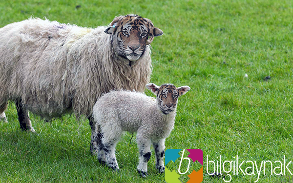 Mutasyon Nedir? Çeşitleri ve Sebepleri Nelerdir? | Bilgi Ustamız