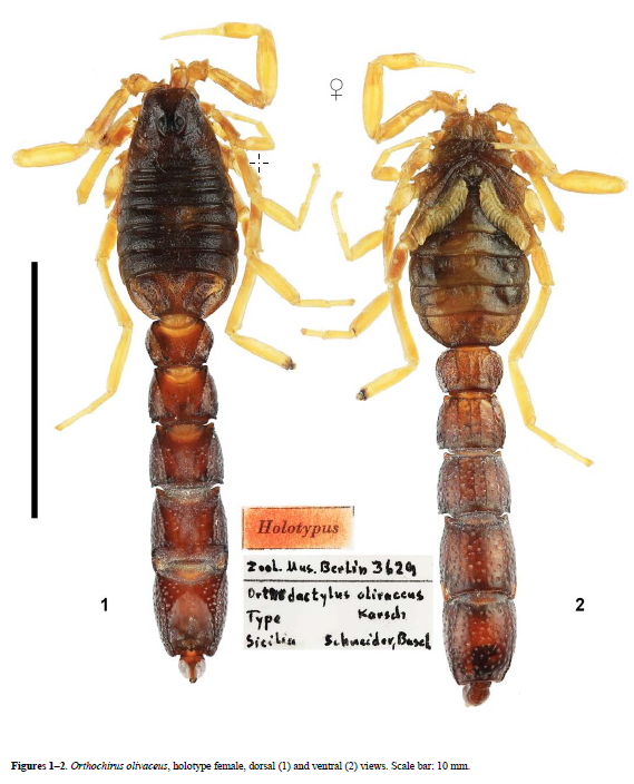 The Scorpion Files Newsblog: Тaxonomic position of Orthochirus ...